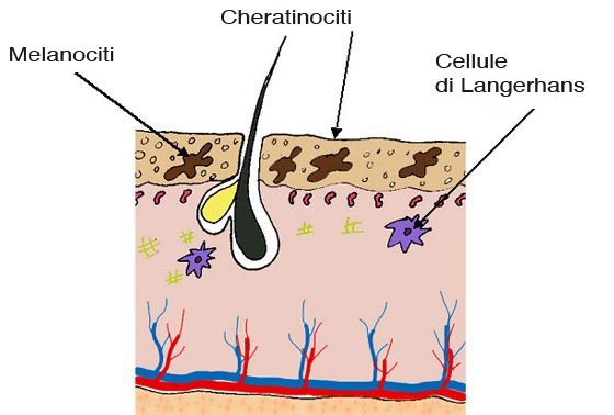 L'epidermide | Cose per crescere
