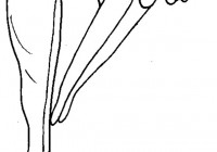 Sia Coloring Page Coloring Pages