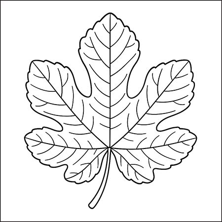Foglia autunno disegno da stampare e colorare per bambini